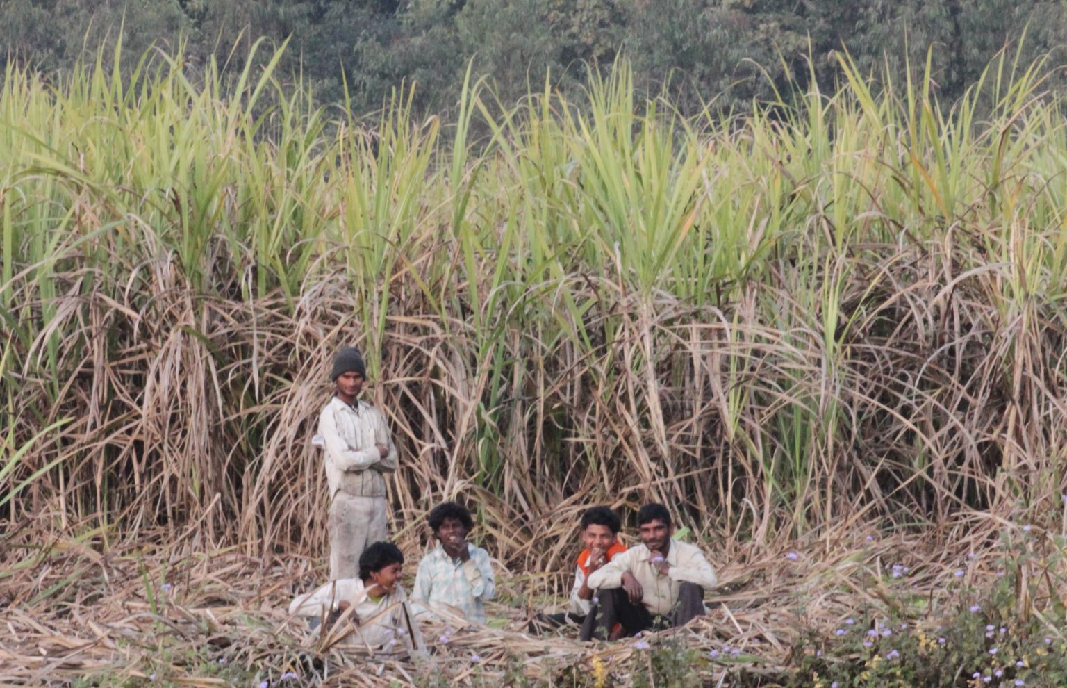 India hikes sugarcane FRP for 2025-26 season by Rs 15 to Rs 355 per ...